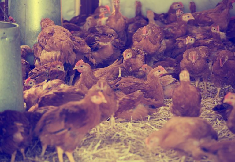 2 Jenis Ayam Layer yang Bisa Dibudidayakan dan Tips Memilihnya