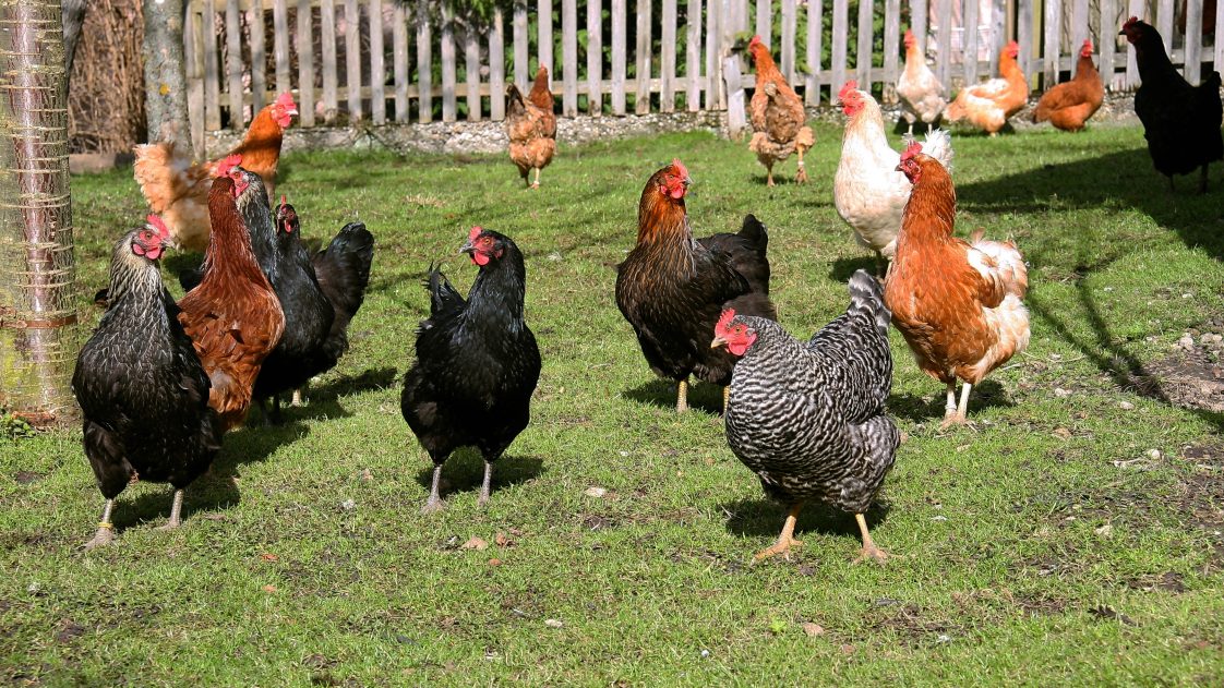 Ayam Ras dan Ayam Buras